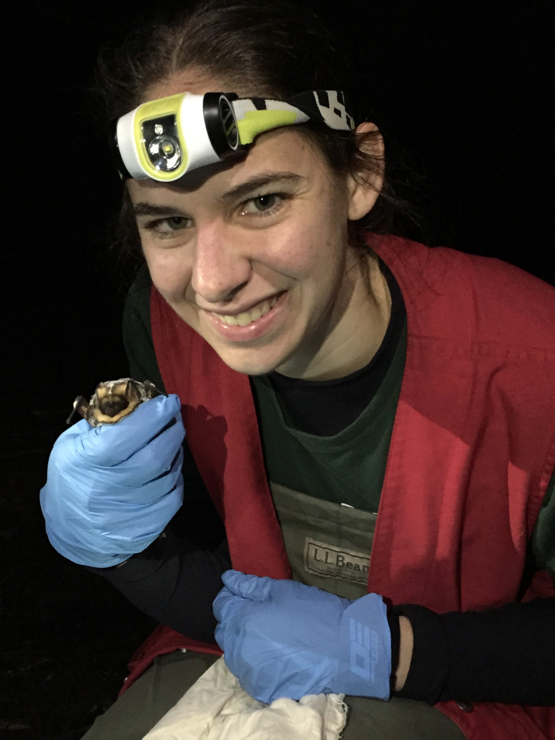 2021 – The Year a Bat Won ‘Bird of the Year’ - Alyson F Brokaw