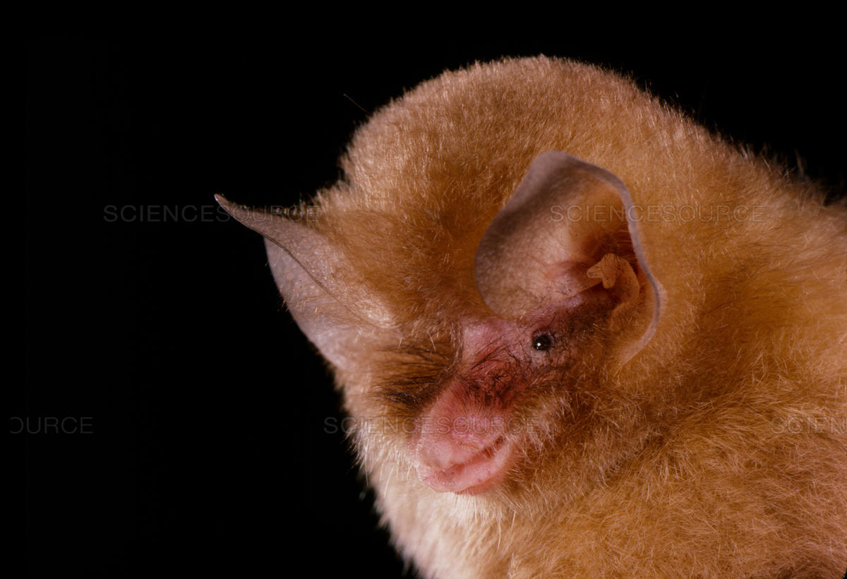 10 Endangered Bats You’ve Probably Never Heard Of - Alyson F Brokaw