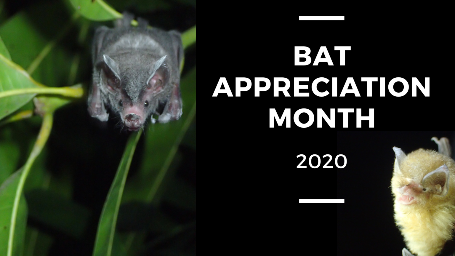 Bat Appreciation Month - Alyson F Brokaw