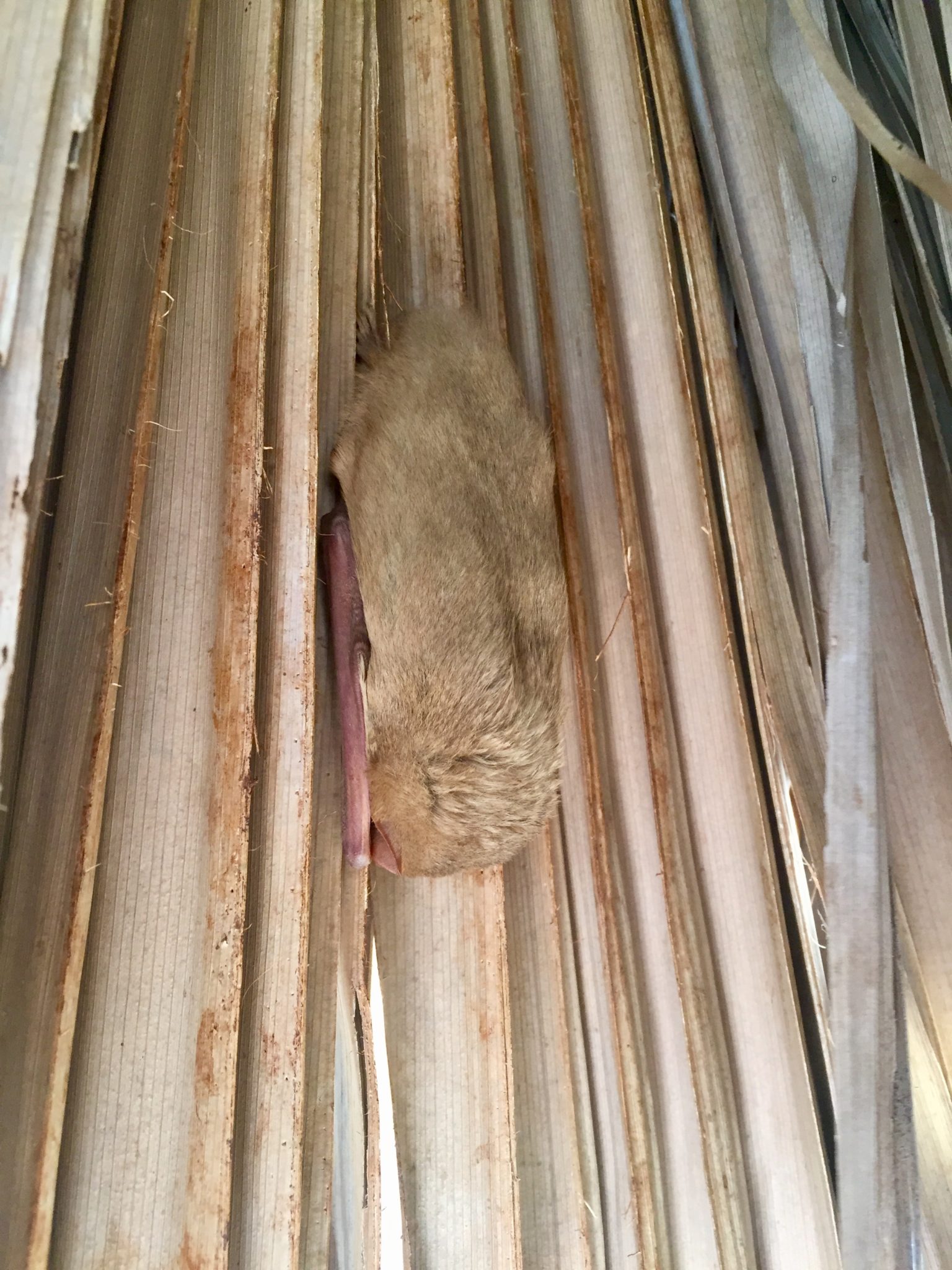 Bats of a Different Color – Alyson F Brokaw