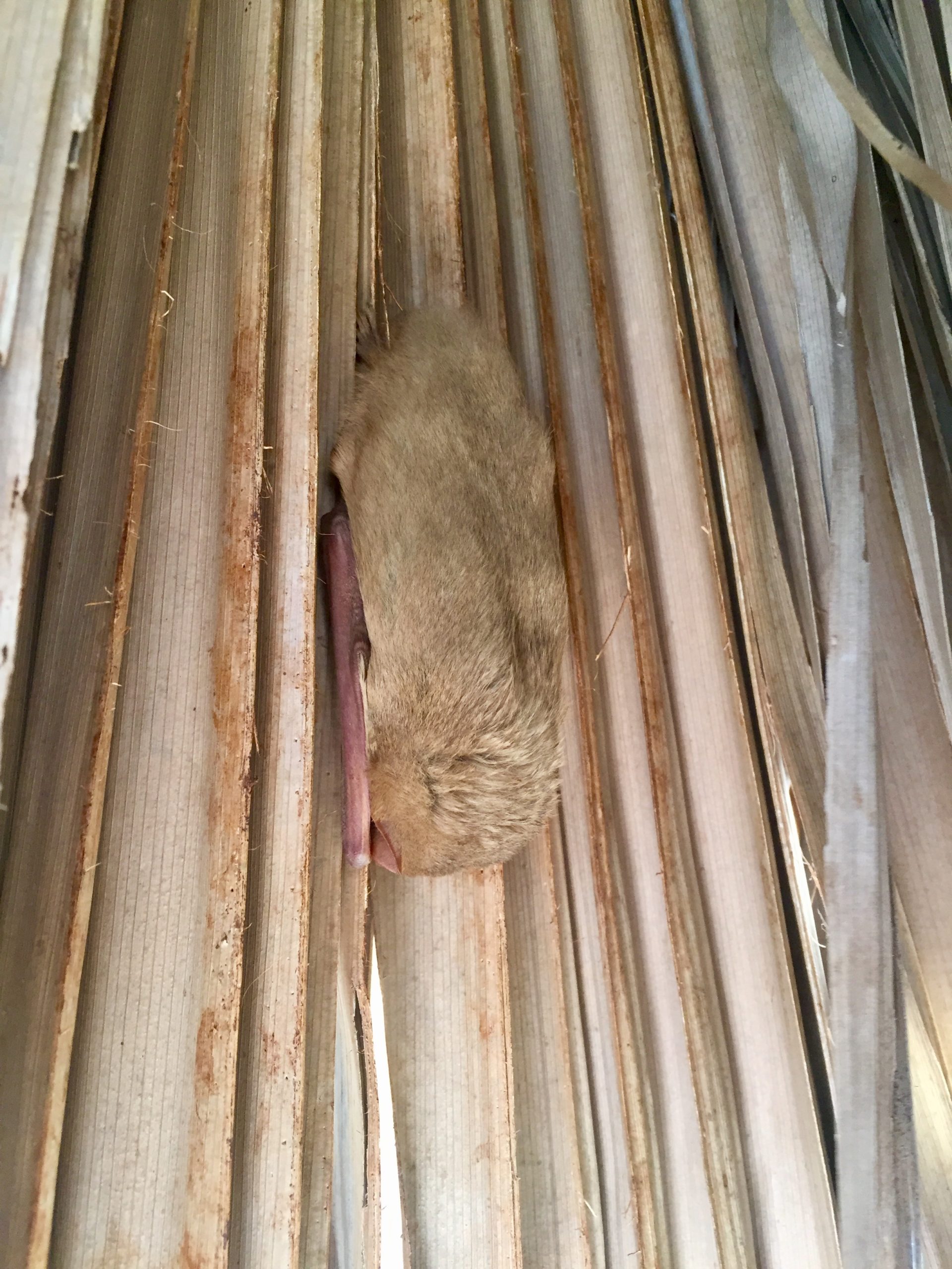 Bats of a Different Color – Alyson F Brokaw