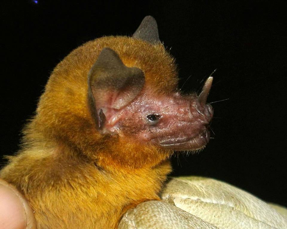 Bats of a Different Color – Alyson F Brokaw