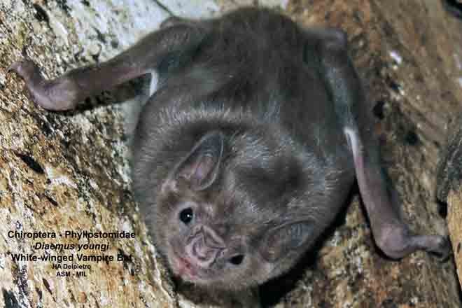 Meet the Vampires - Alyson F Brokaw