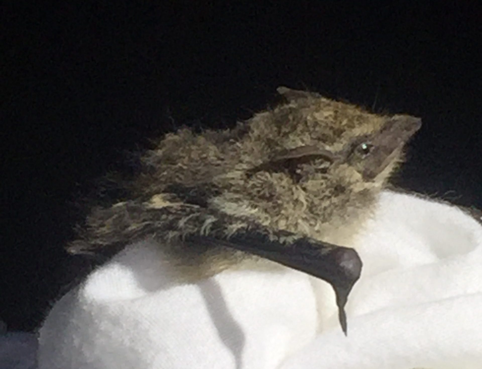 Bat-urday Bat Chat – Proboscis Bat - Alyson F Brokaw