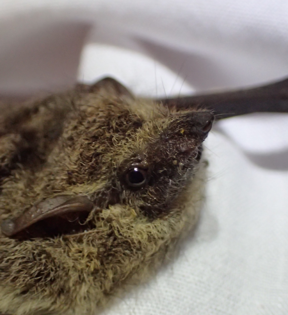 Bat-urday Bat Chat – Proboscis Bat - Alyson F Brokaw