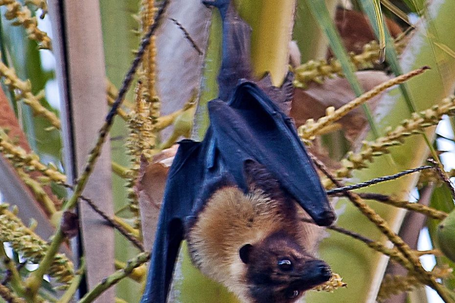 The Bat Blog - Alyson F Brokaw