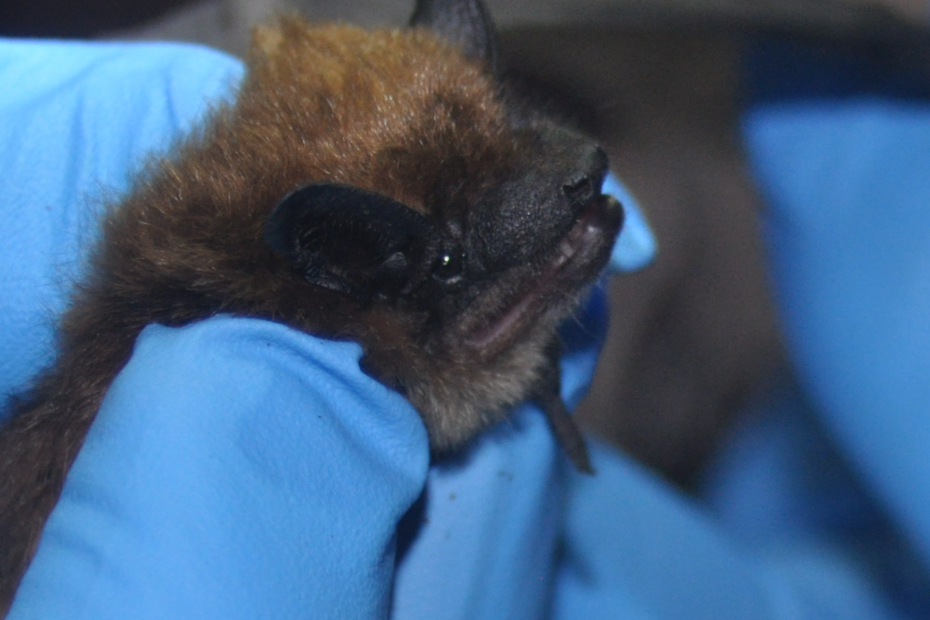 The Bat Blog - Alyson F Brokaw